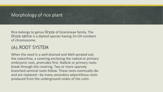 Morphology and growth stages of Rice.pptx