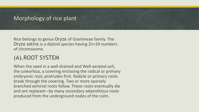 Morphology and growth stages of Rice.pptx