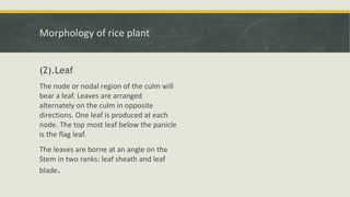 Morphology and growth stages of Rice.pptx