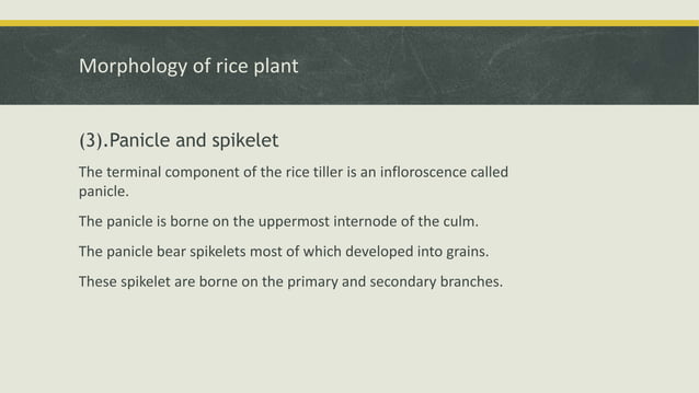 Morphology and growth stages of Rice.pptx