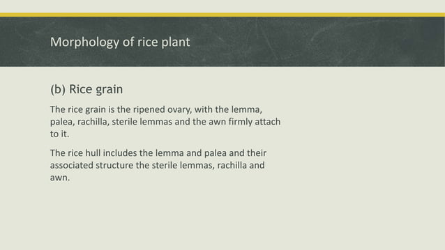Morphology and growth stages of Rice.pptx