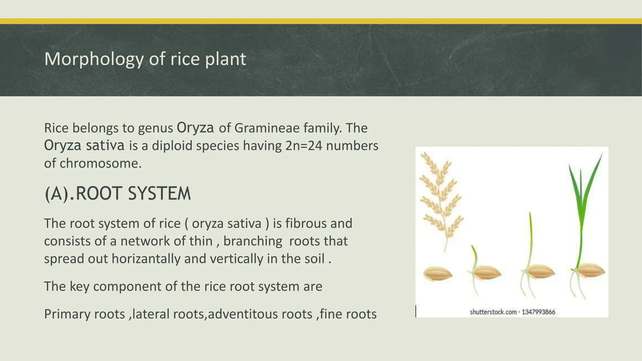 Morphology_and_growth_stages_of_Rice[1].pptx