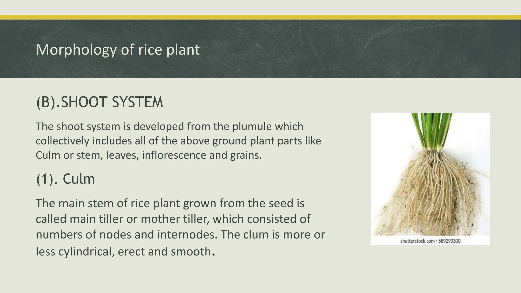 Morphology_and_growth_stages_of_Rice[1].pptx