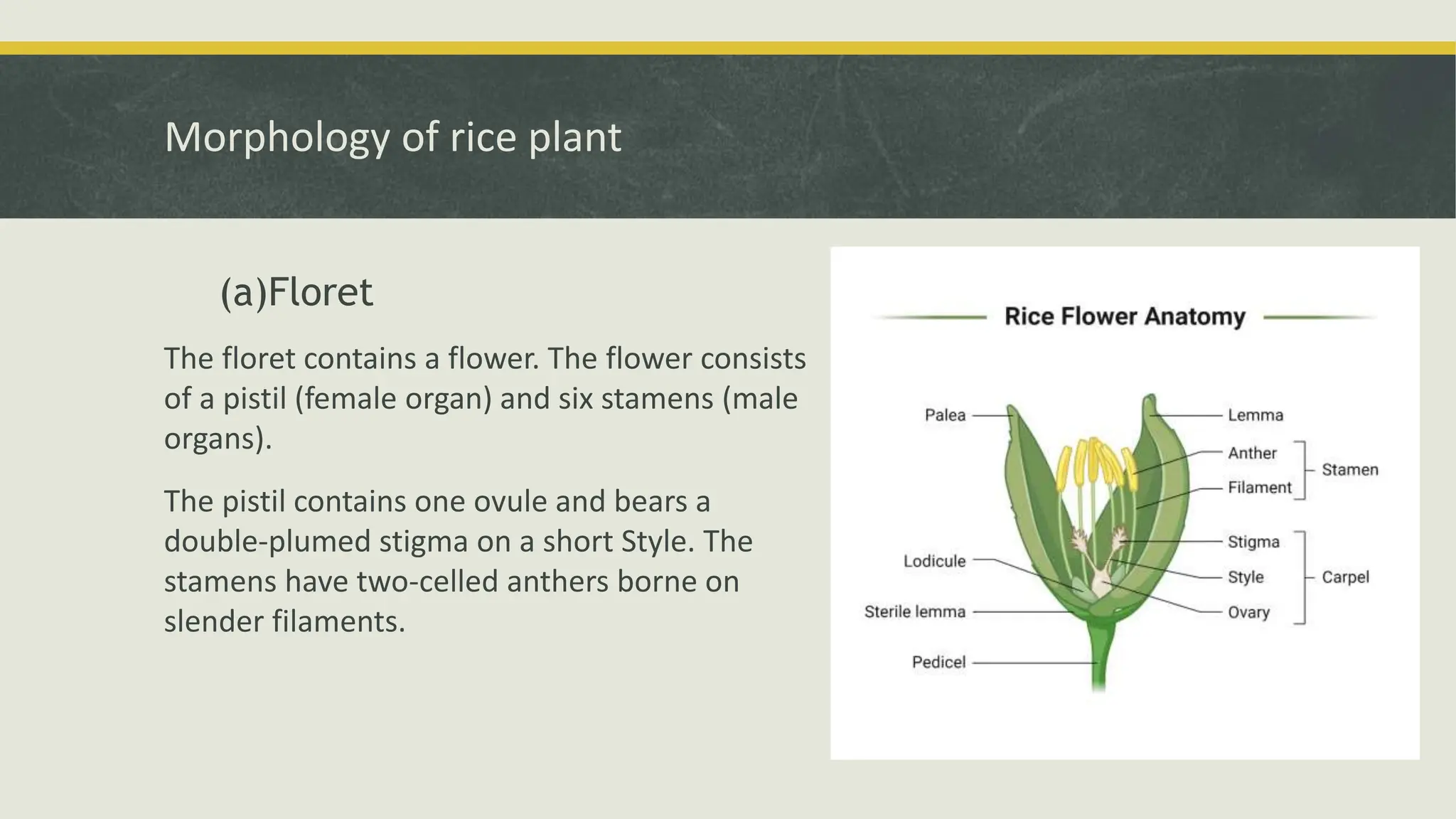 Morphology_and_growth_stages_of_Rice[1].pptx