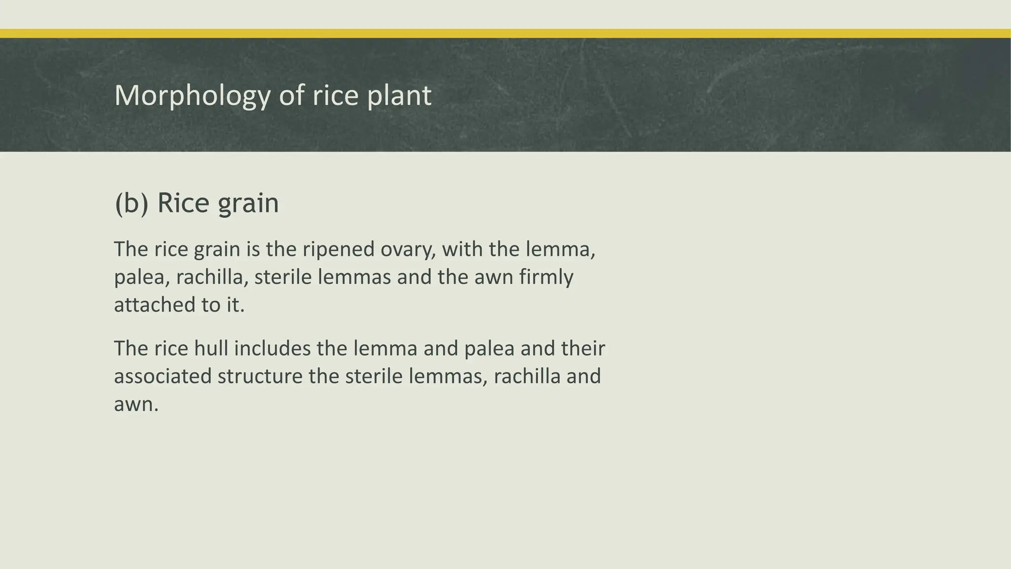 Morphology_and_growth_stages_of_Rice[1].pptx