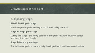 Morphology_and_growth_stages_of_Rice[1].pptx