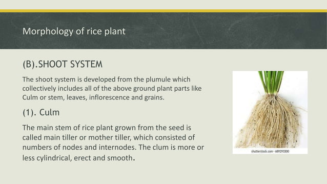 Morphology_and_growth_stages_of_Rice[1].pptx
