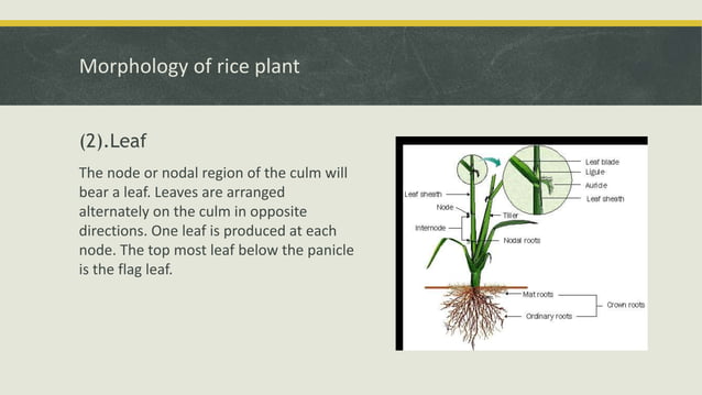 Morphology_and_growth_stages_of_Rice[1].pptx