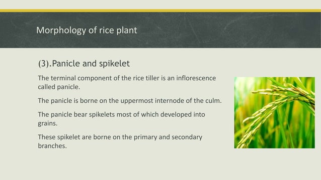 Morphology_and_growth_stages_of_Rice[1].pptx