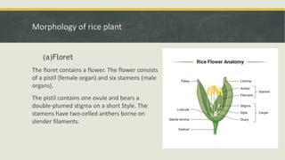 Morphology_and_growth_stages_of_Rice[1].pptx