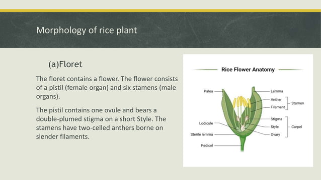 Morphology_and_growth_stages_of_Rice[1].pptx