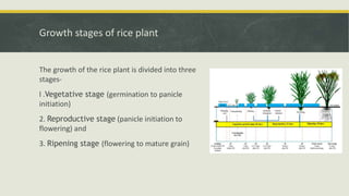 Morphology_and_growth_stages_of_Rice[1].pptx
