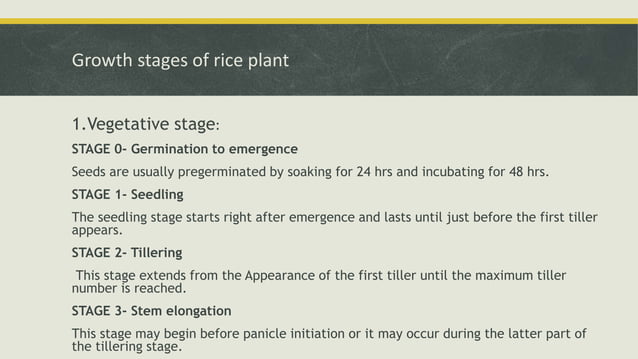 Morphology_and_growth_stages_of_Rice[1].pptx