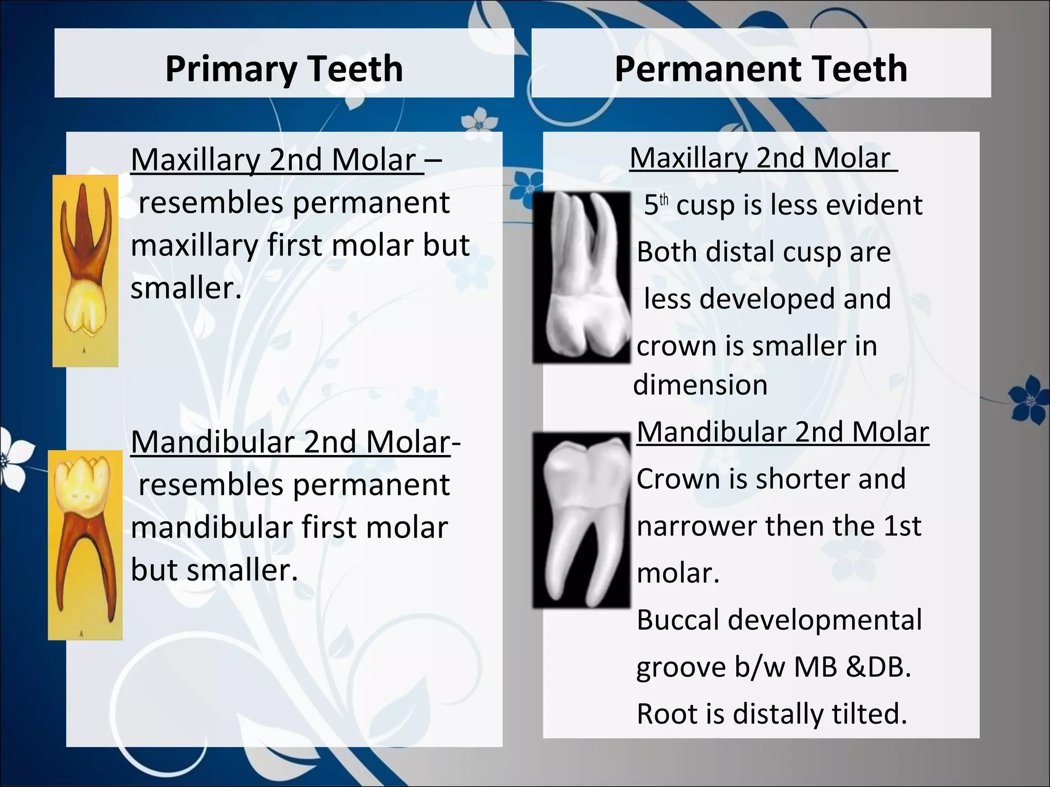 Difference between primary and permanent teeth | PPT