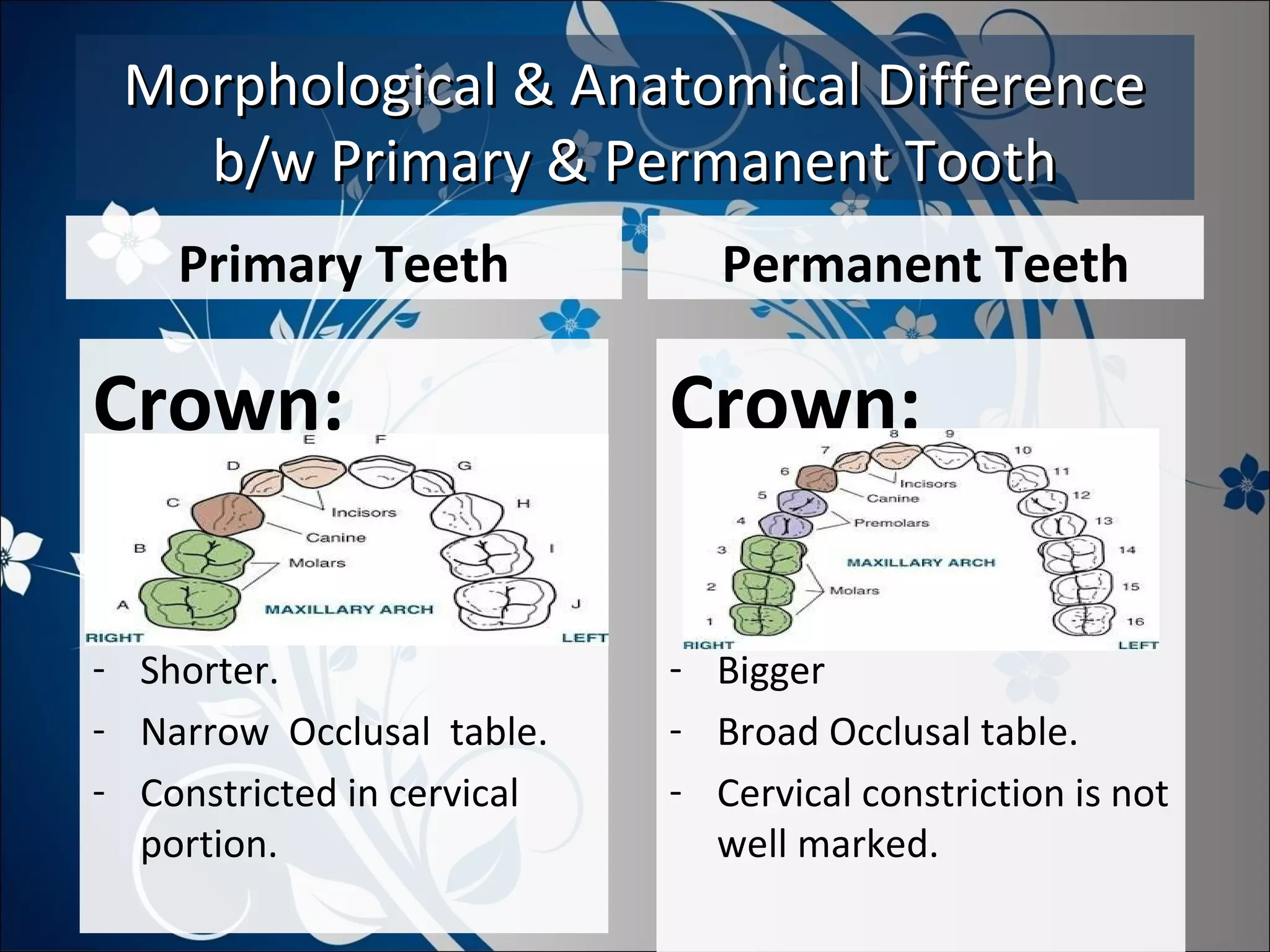 Difference between primary and permanent teeth | PPT