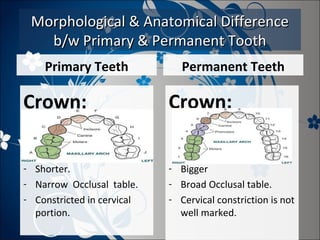 Difference between primary and permanent teeth | PPT