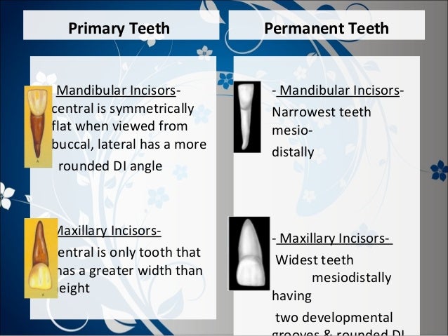 Difference between primary and permanent teeth