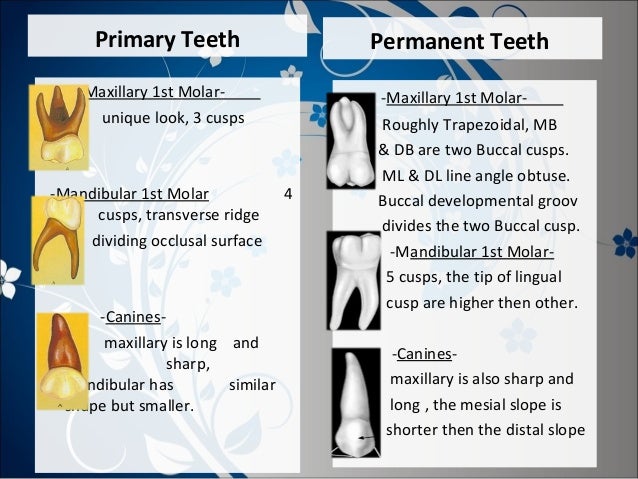 Difference between primary and permanent teeth