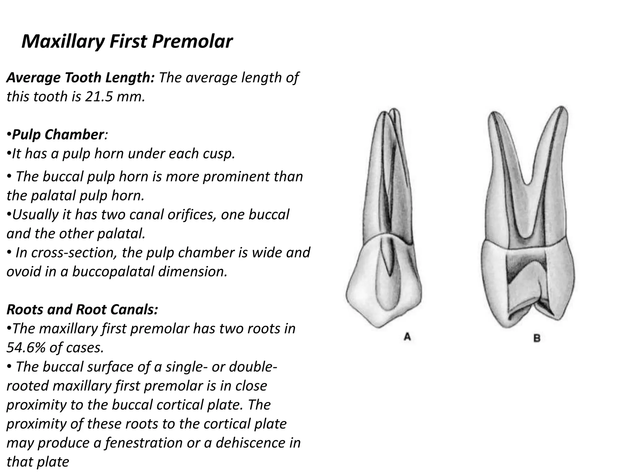 Morphology And Internal Anatomy Of Root Canal System Ppt