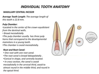 Morphology and internal anatomy of root canal system | PPTX