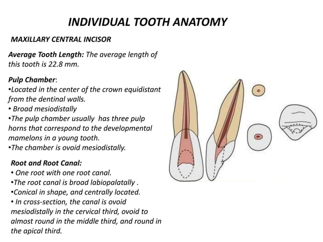 Morphology and internal anatomy of root canal system | PPTX