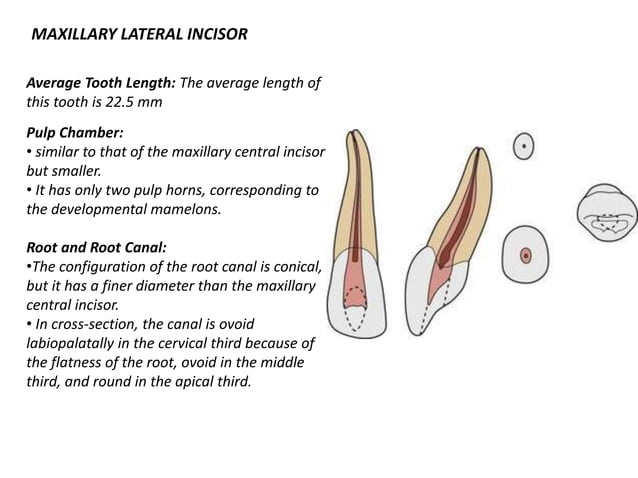 Morphology and internal anatomy of root canal system | PPTX