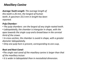 Morphology and internal anatomy of root canal system | PPTX