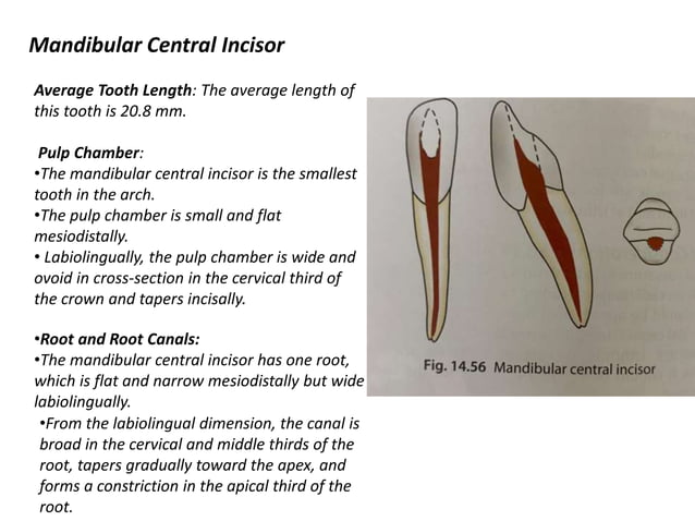 Morphology and internal anatomy of root canal system | PPTX