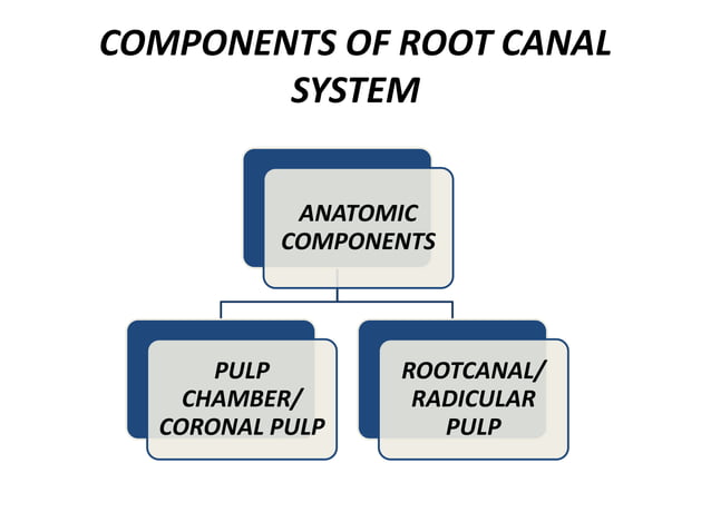 Morphology and internal anatomy of root canal system | PPTX