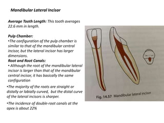 Morphology and internal anatomy of root canal system | PPTX