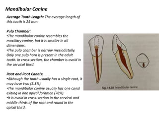 Morphology and internal anatomy of root canal system | PPTX