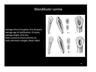 Morphology and internal anatomy of root canal system | PPTX