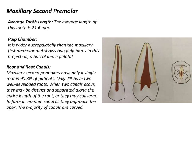 Morphology and internal anatomy of root canal system | PPTX