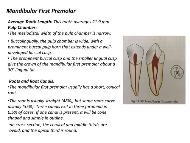 Morphology and internal anatomy of root canal system | PPTX
