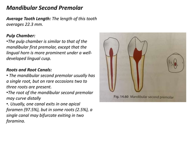 Morphology and internal anatomy of root canal system | PPTX