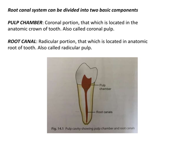 Morphology and internal anatomy of root canal system | PPTX