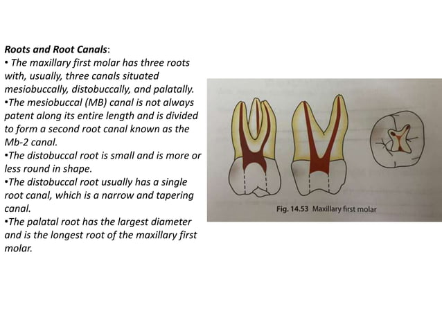 Morphology and internal anatomy of root canal system | PPTX