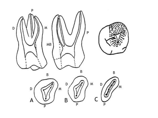 Morphology and internal anatomy of root canal system | PPTX