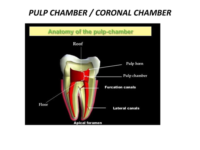 Morphology And Internal Anatomy Of Root Canal System Ppt