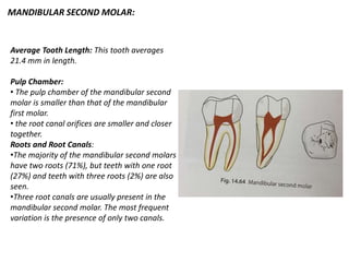Morphology and internal anatomy of root canal system | PPTX