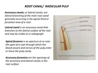 Morphology and internal anatomy of root canal system | PPTX