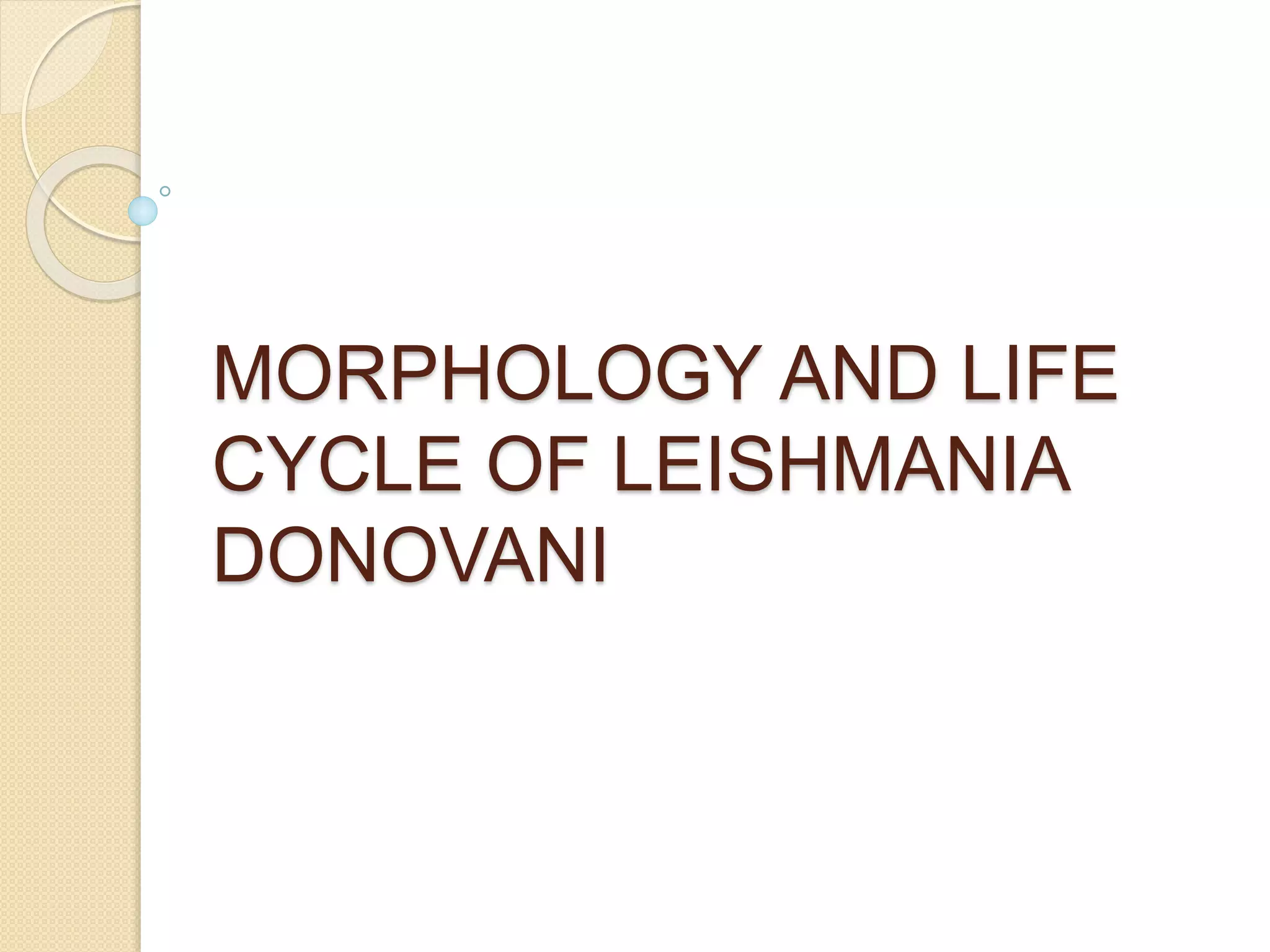 Morphology and life cycle of leishmania donovani | PPTX