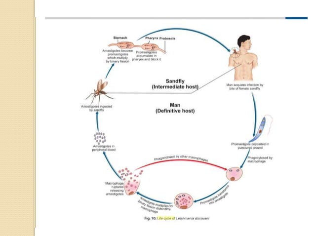 Morphology and life cycle of leishmania donovani | PPTX