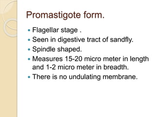 Morphology and life cycle of leishmania donovani | PPTX