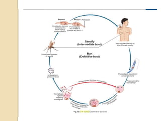 Leishmaniasis Life Cycle Diagram