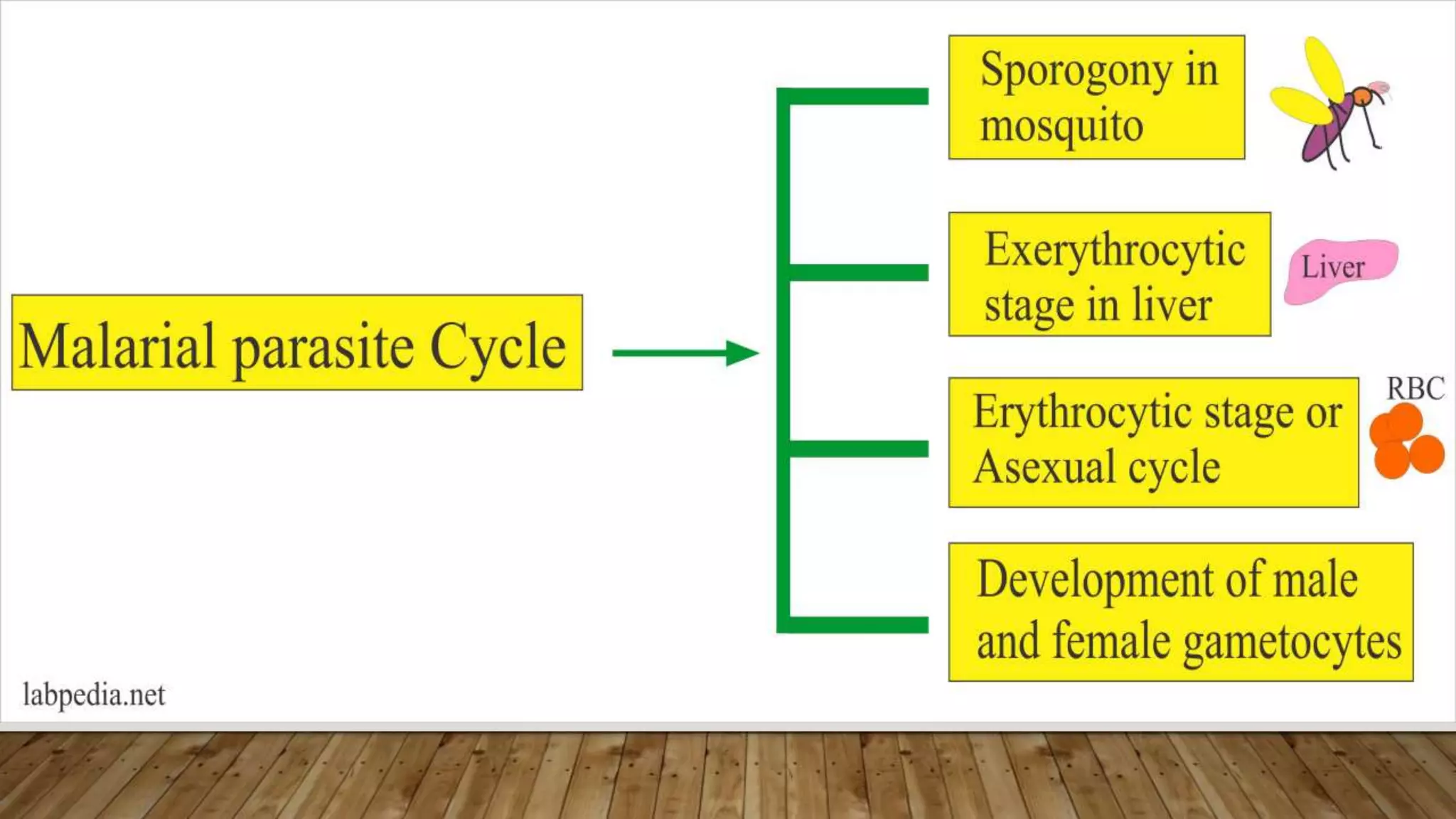 Morphology and life cycle of malarial parasite -human phase | PPT