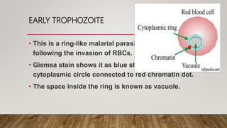 Morphology and life cycle of malarial parasite -human phase | PPT