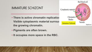 Morphology and life cycle of malarial parasite -human phase | PPT