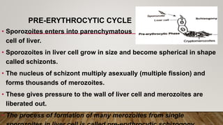Morphology and life cycle of malarial parasite -human phase | PPT