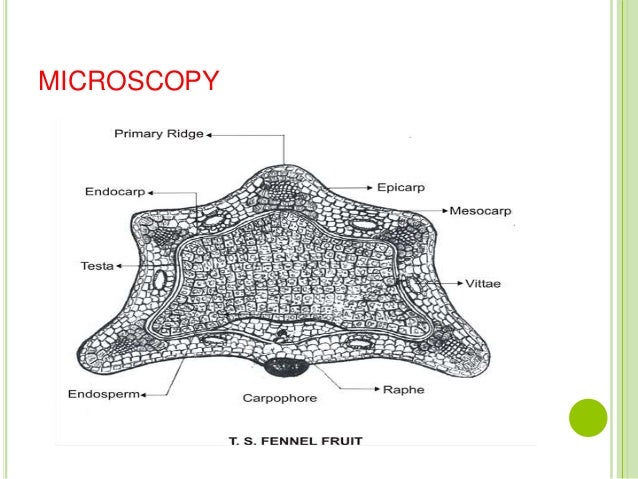 Morphology and microscopy of volatile oil drugs.Dr.U.Srinivasa, Profe…